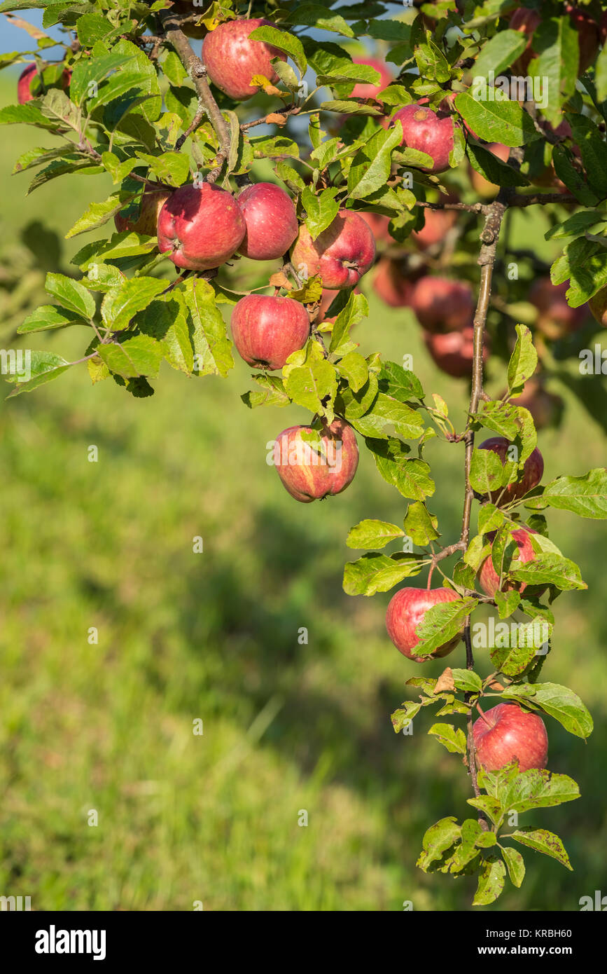 Apples without treatment hi-res stock photography and images - Alamy