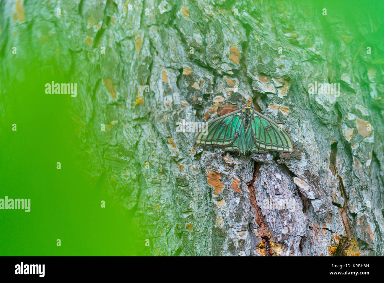 Spanish moon moth hi-res stock photography and images - Alamy