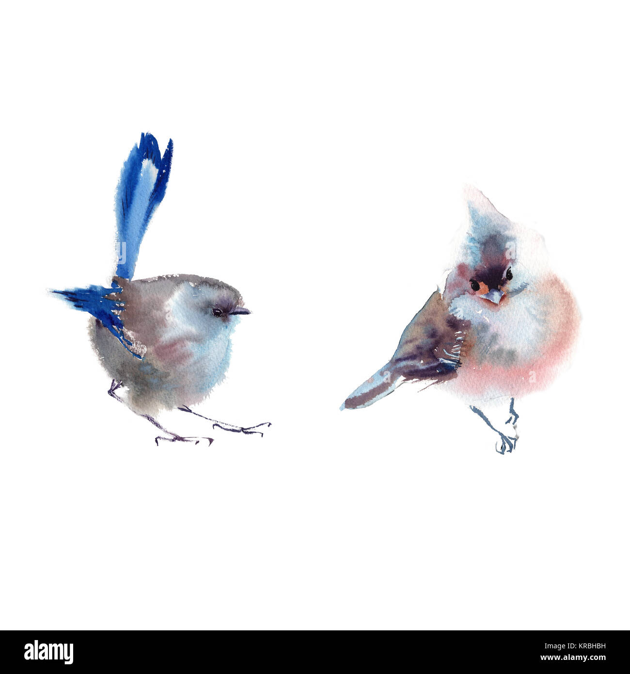 Winter fluffy soft blue bird hand drawn watercolor Stock Photo - Alamy