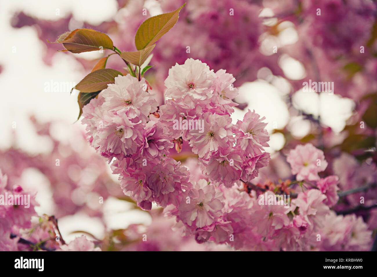Fresh pink flowers of sakura growing in the garden, natural spring ...