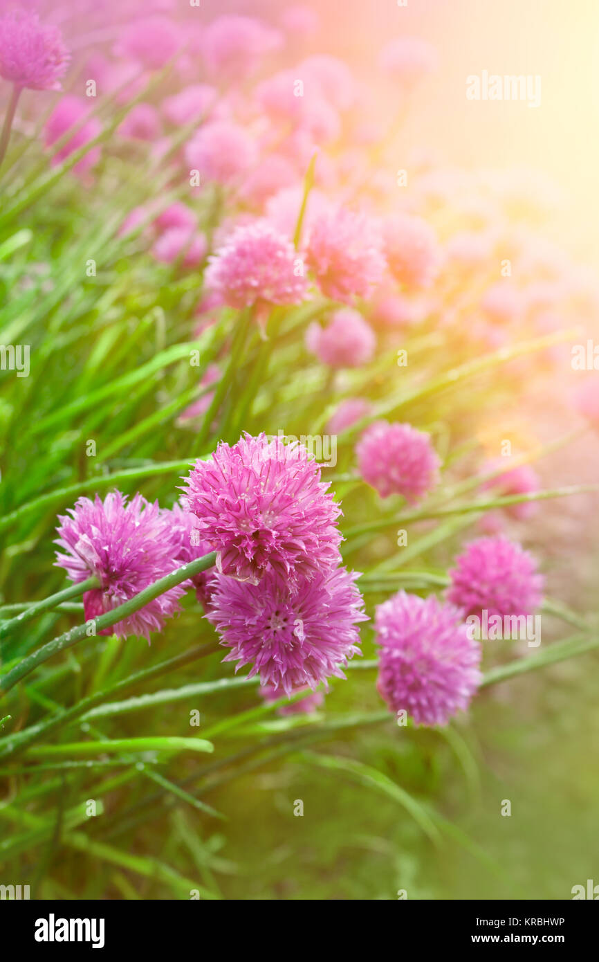 Herb plant chives hi-res stock photography and images - Alamy