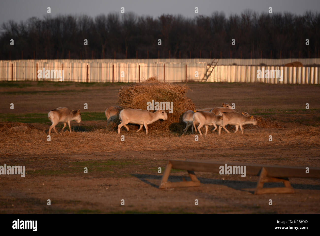 Saiga tatarica antelope raising in the state breeding farm "Saigak" for ...