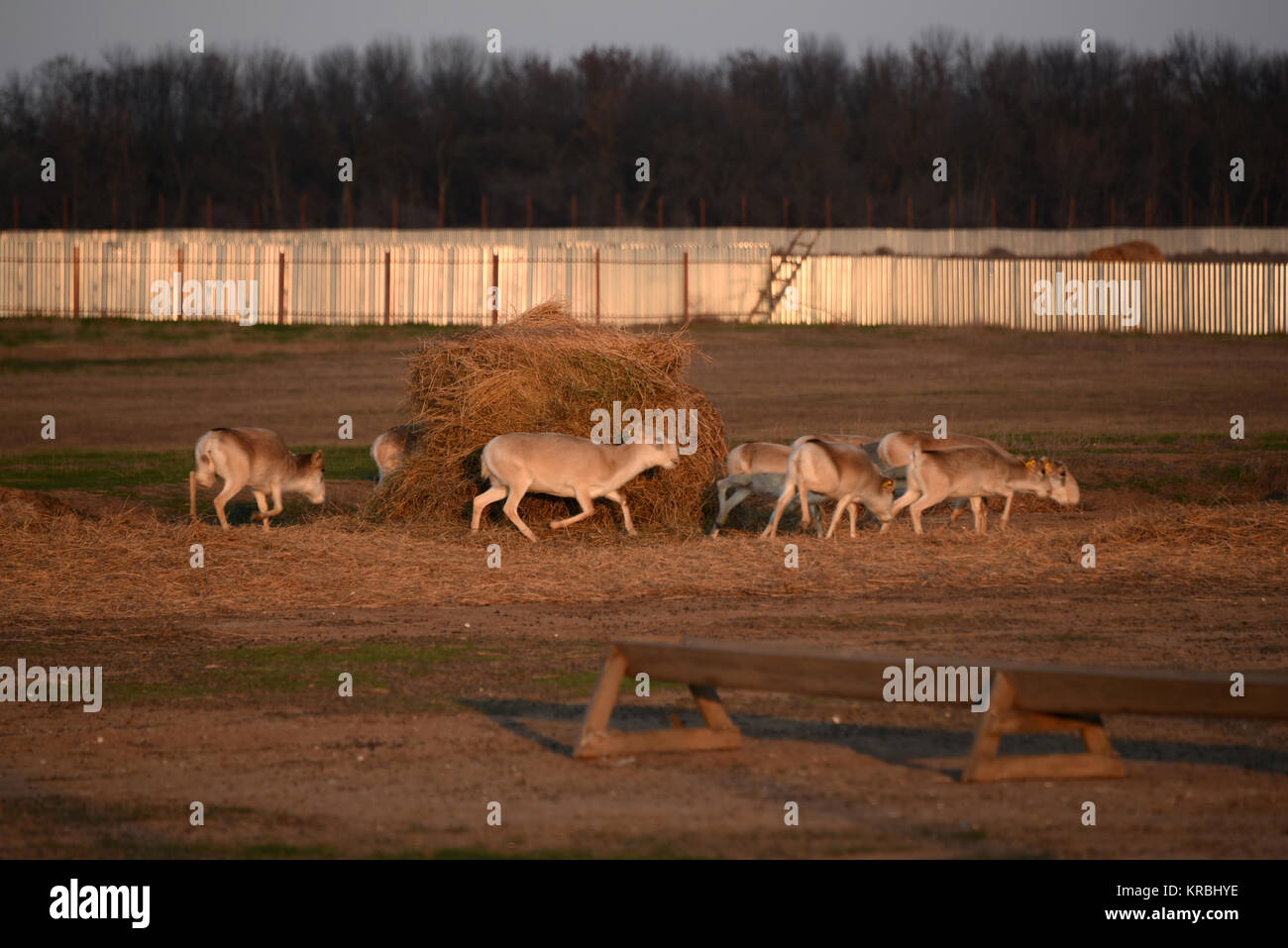 Saiga tatarica antelope raising in the state breeding farm "Saigak" for ...