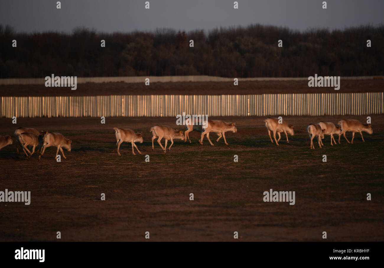 Saiga tatarica antelope raising in the state breeding farm "Saigak" for ...