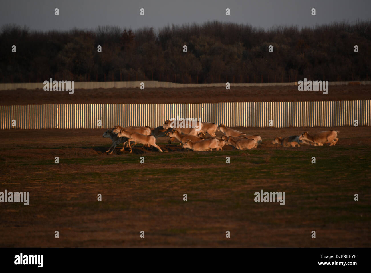 Saiga tatarica antelope raising in the state breeding farm "Saigak" for ...