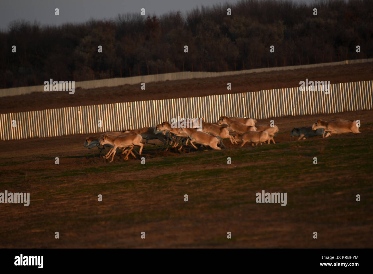 Saiga tatarica antelope raising in the state breeding farm "Saigak" for ...
