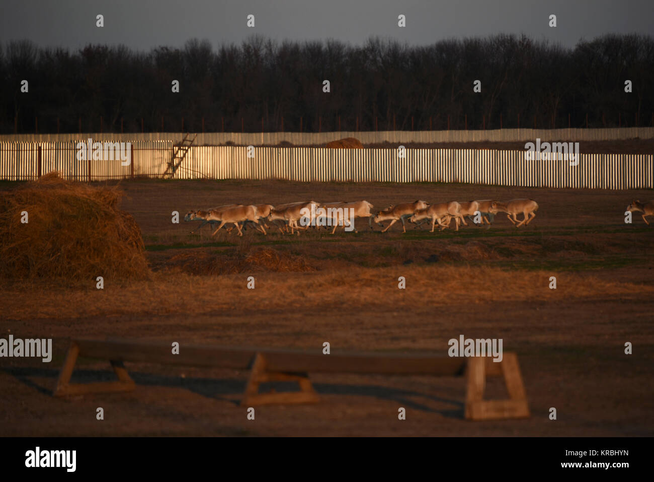 Saiga tatarica antelope raising in the state breeding farm "Saigak" for ...
