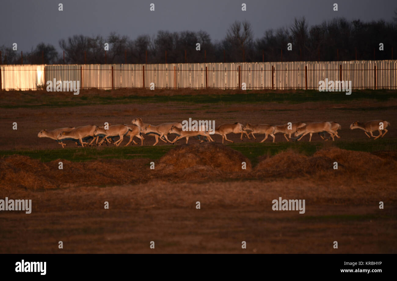 Saigak hi-res stock photography and images - Alamy
