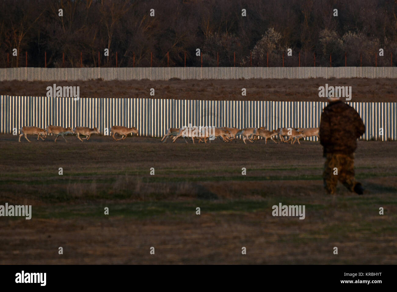 Saiga tatarica antelope raising in the state breeding farm "Saigak" for ...