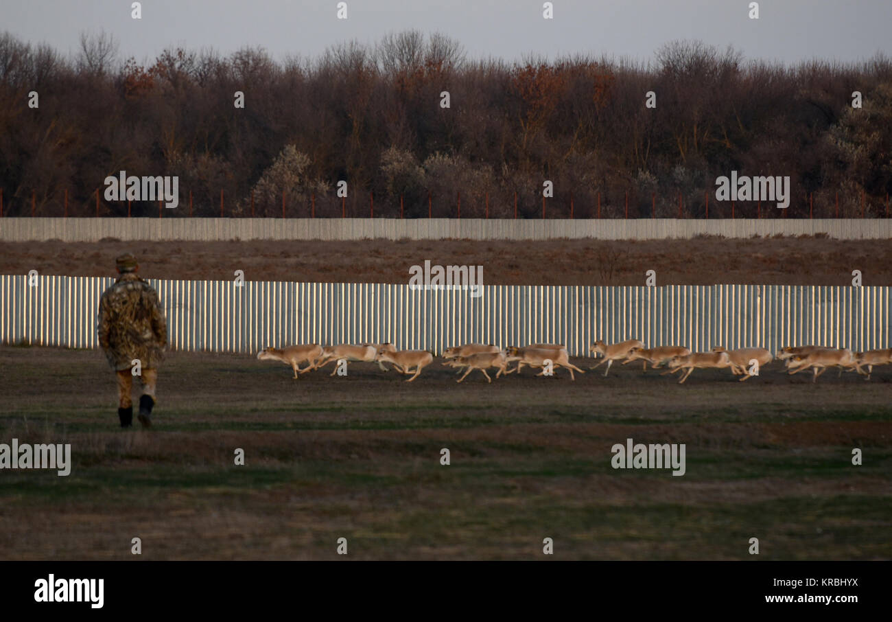 Saiga tatarica antelope raising in the state breeding farm "Saigak" for ...