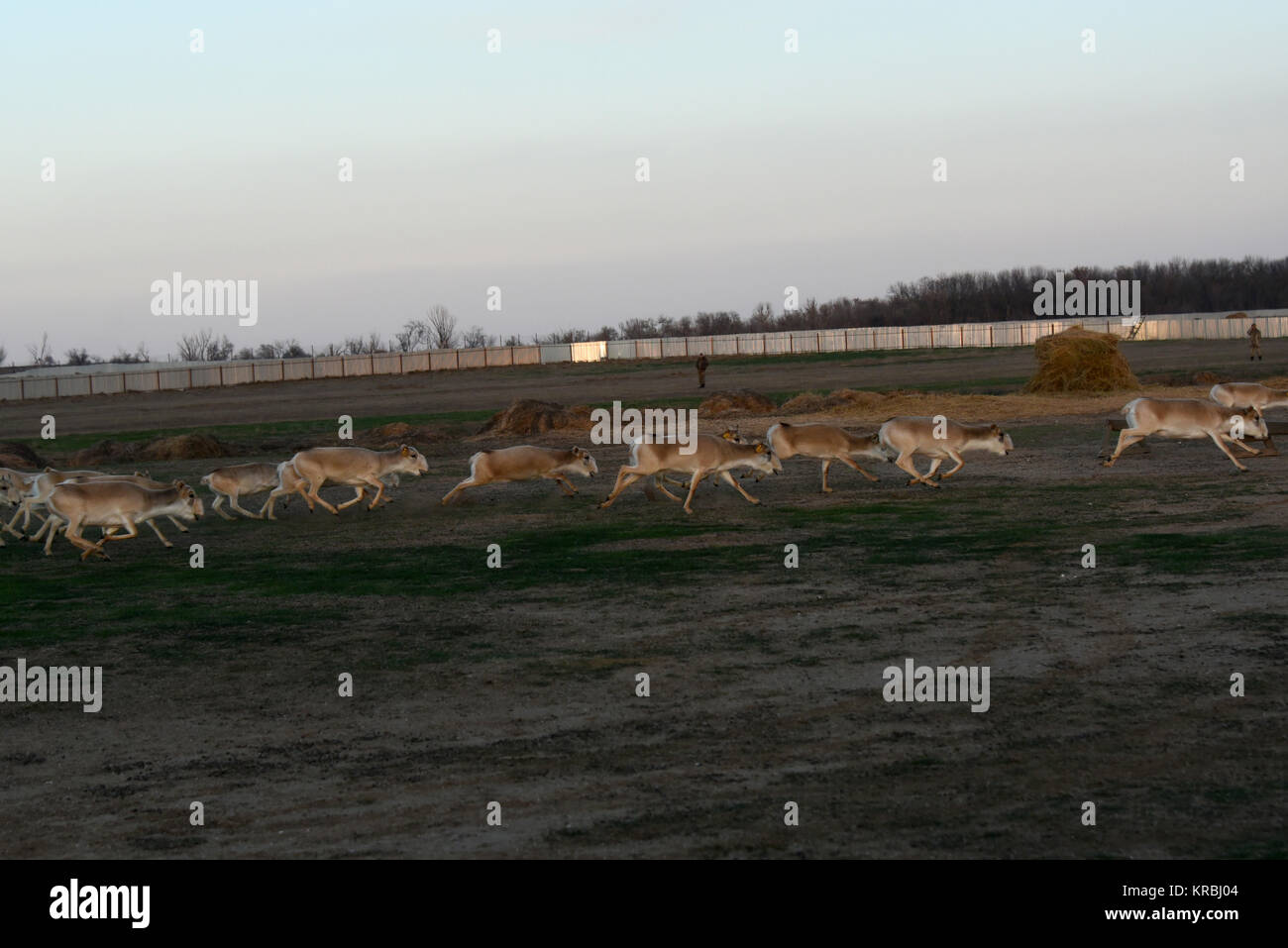 Saiga tatarica antelope raising in the state breeding farm "Saigak" for ...