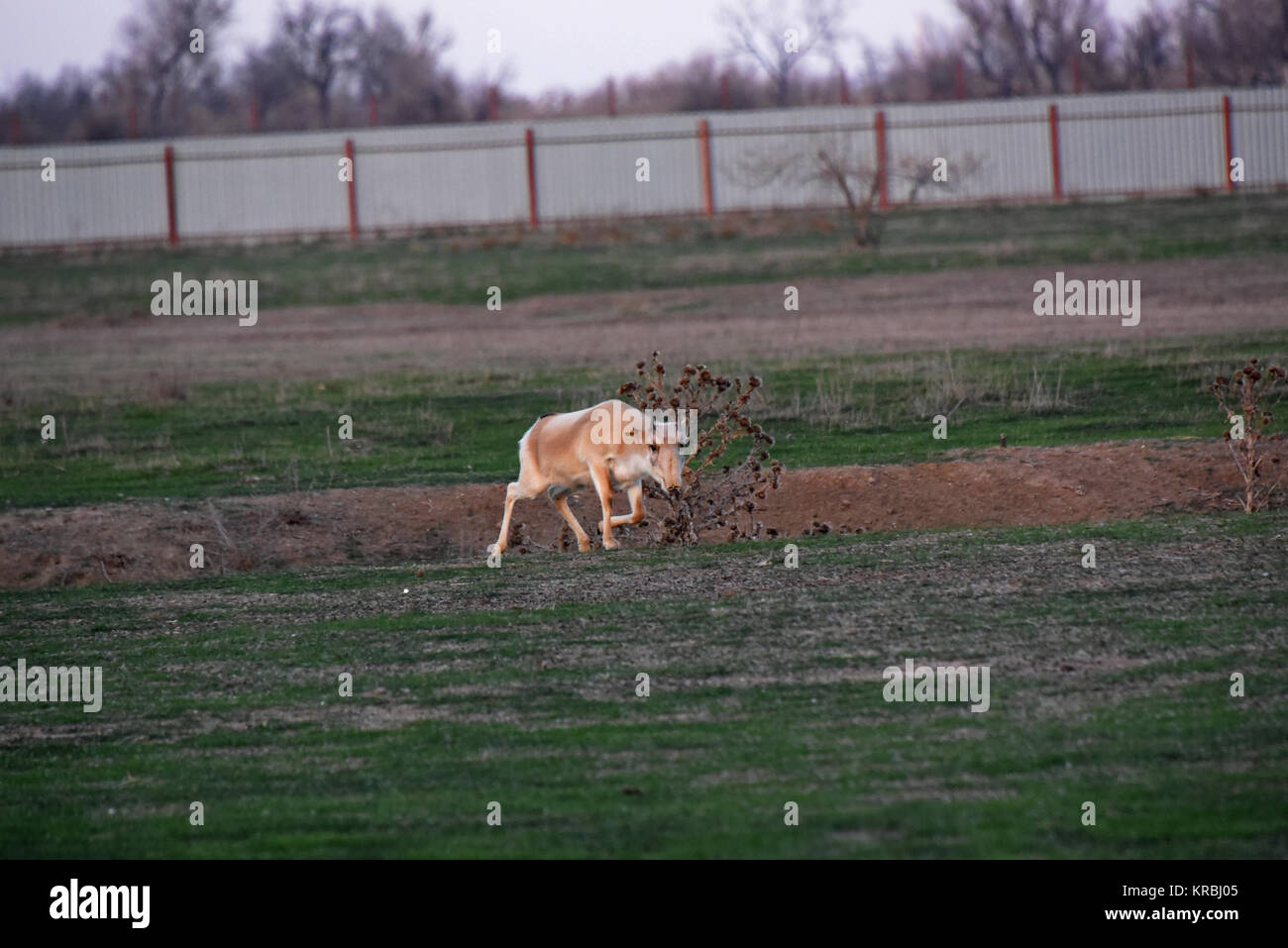 Saiga tatarica antelope raising in the state breeding farm "Saigak" for ...