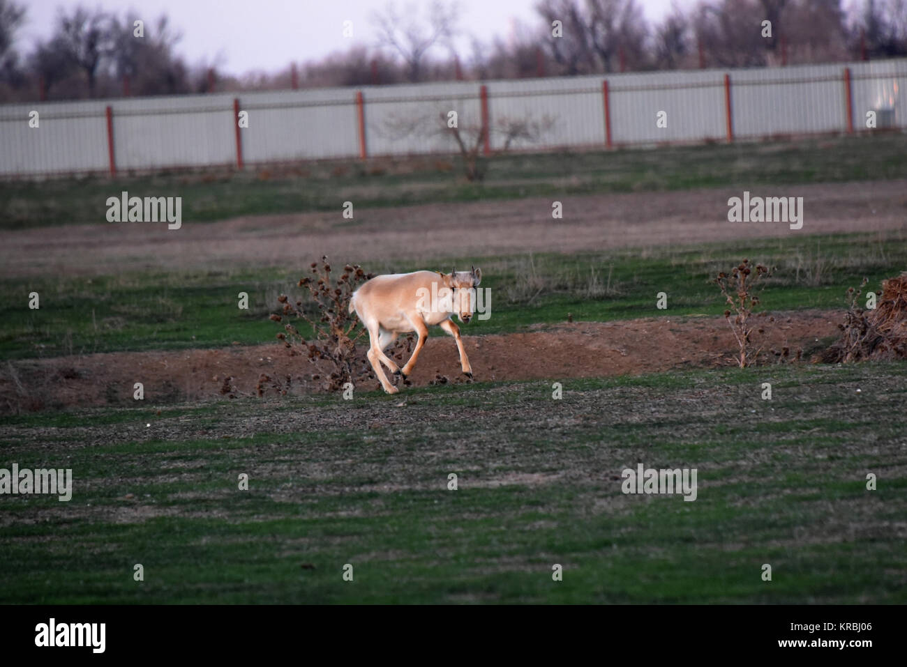 Saiga tatarica antelope raising in the state breeding farm "Saigak" for ...
