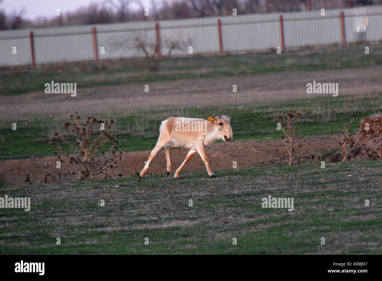 Saiga tatarica antelope raising in the state breeding farm "Saigak" for ...
