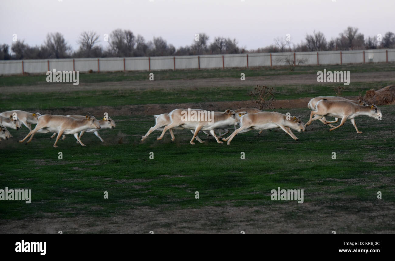 Saiga tatarica antelope raising in the state breeding farm "Saigak" for ...