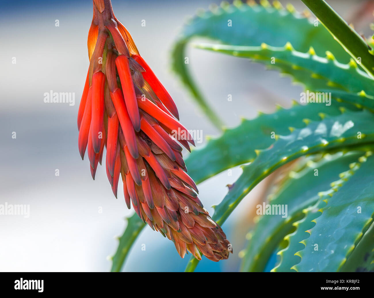 Aloe Vera flower bud in full boom. closeup Stock Photo - Alamy