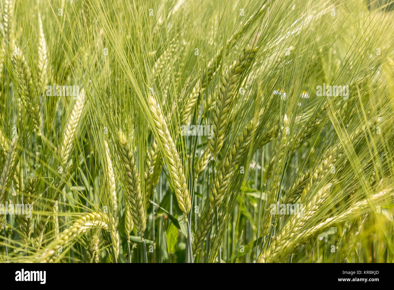 Big fields hi-res stock photography and images - Alamy