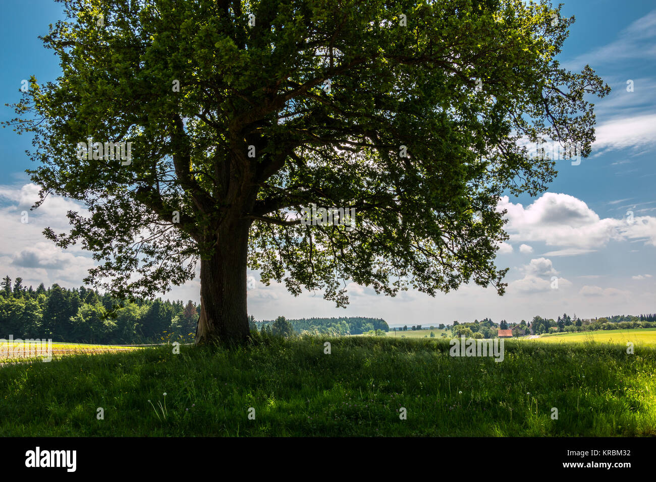 Big tree, green fields, meadows and forest in the background Stock ...