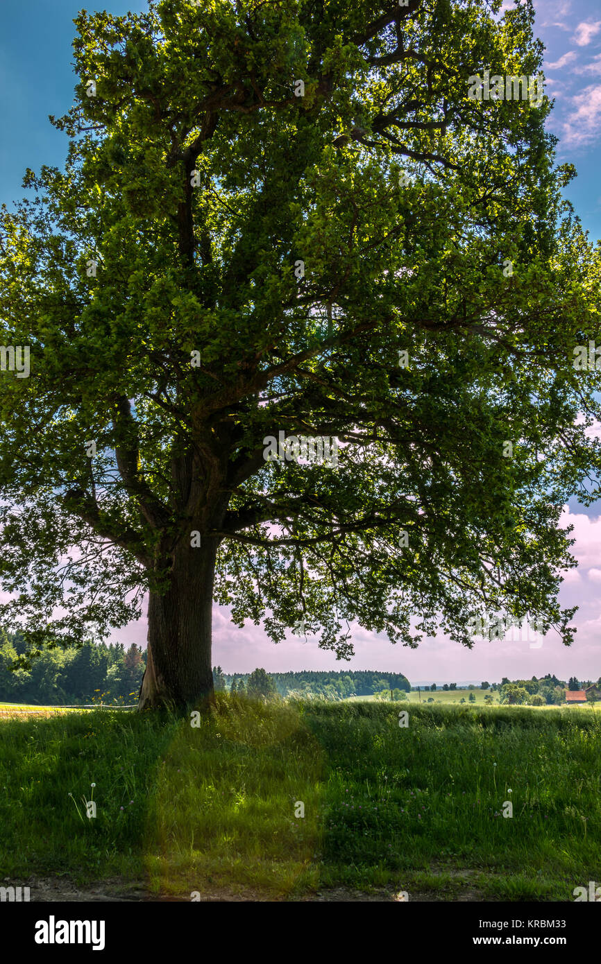 Tree meadows hi-res stock photography and images - Alamy