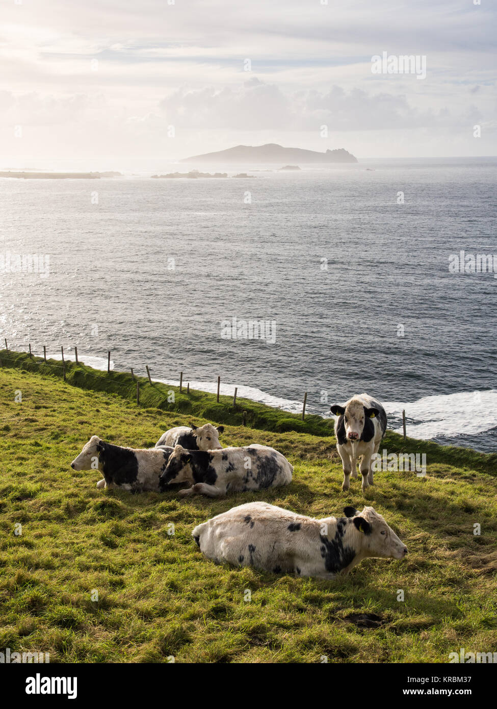 A herd of cows in a clifftop field at Dunquin, with the Blasket Islands ...
