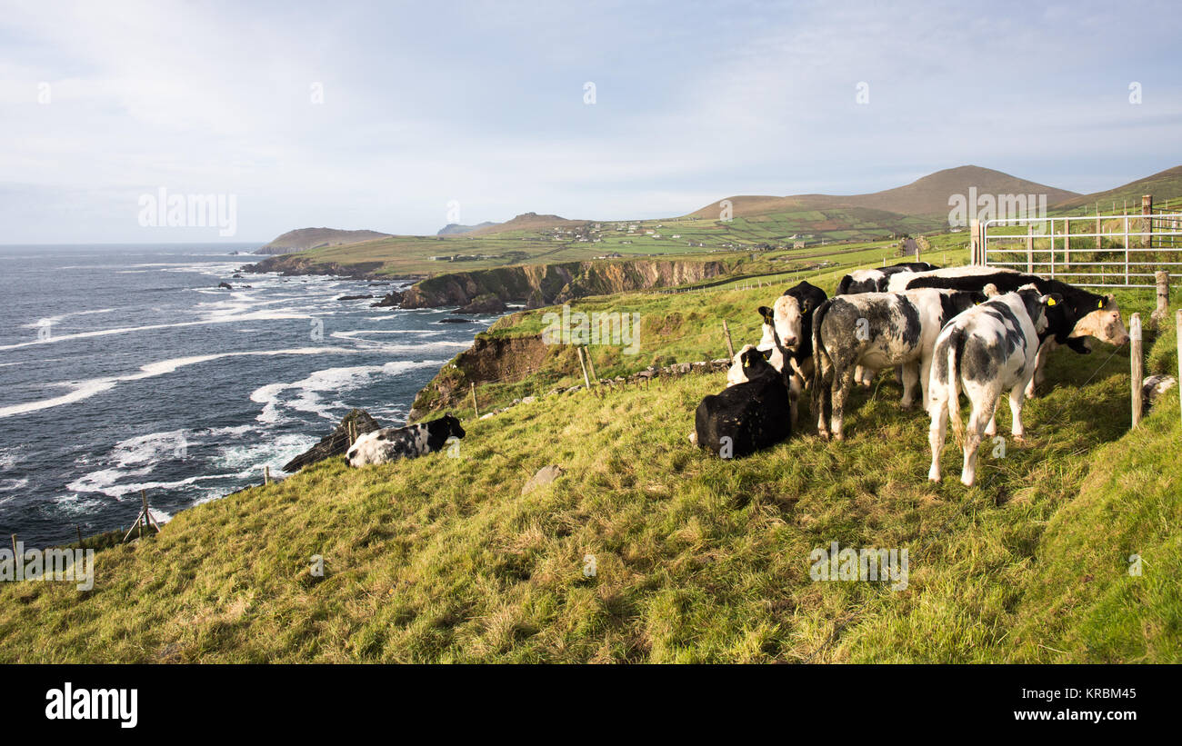 A herd of cows in a clifftop field at Dunquin on the Dingle Peninsula ...
