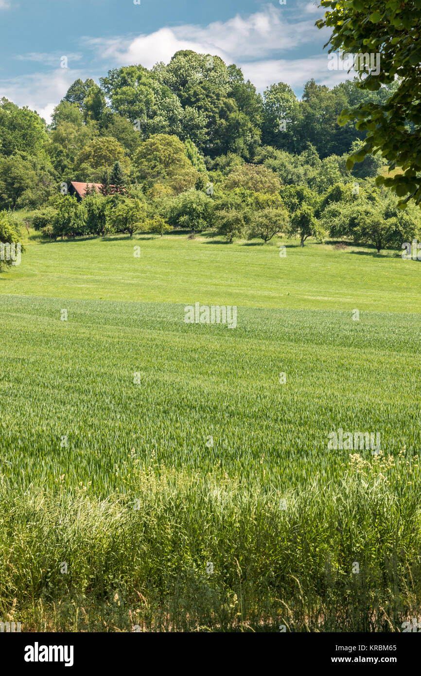 Grain field with forest hi-res stock photography and images - Alamy