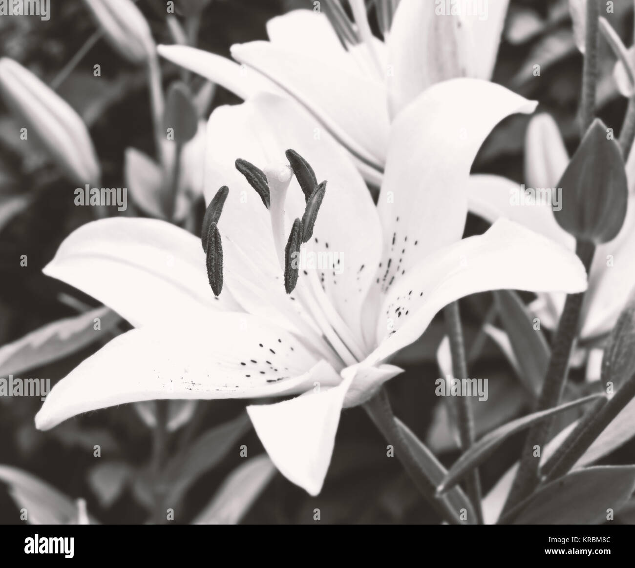 Open white lilies hi-res stock photography and images - Alamy