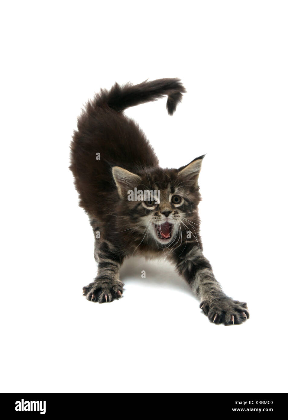 Stretching kitty hi-res stock photography and images - Alamy