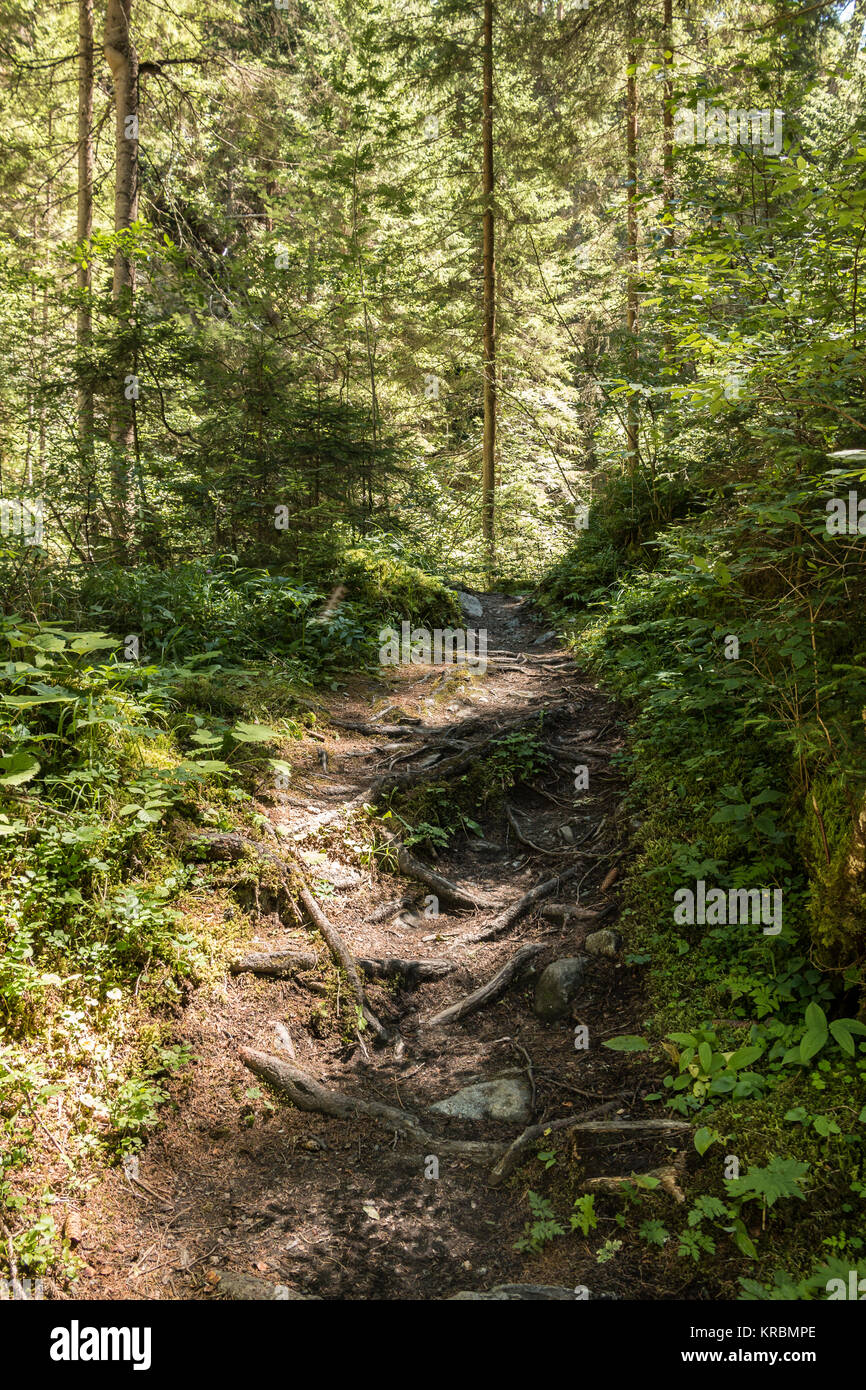 Lonely path through the green and vital forest Stock Photo - Alamy