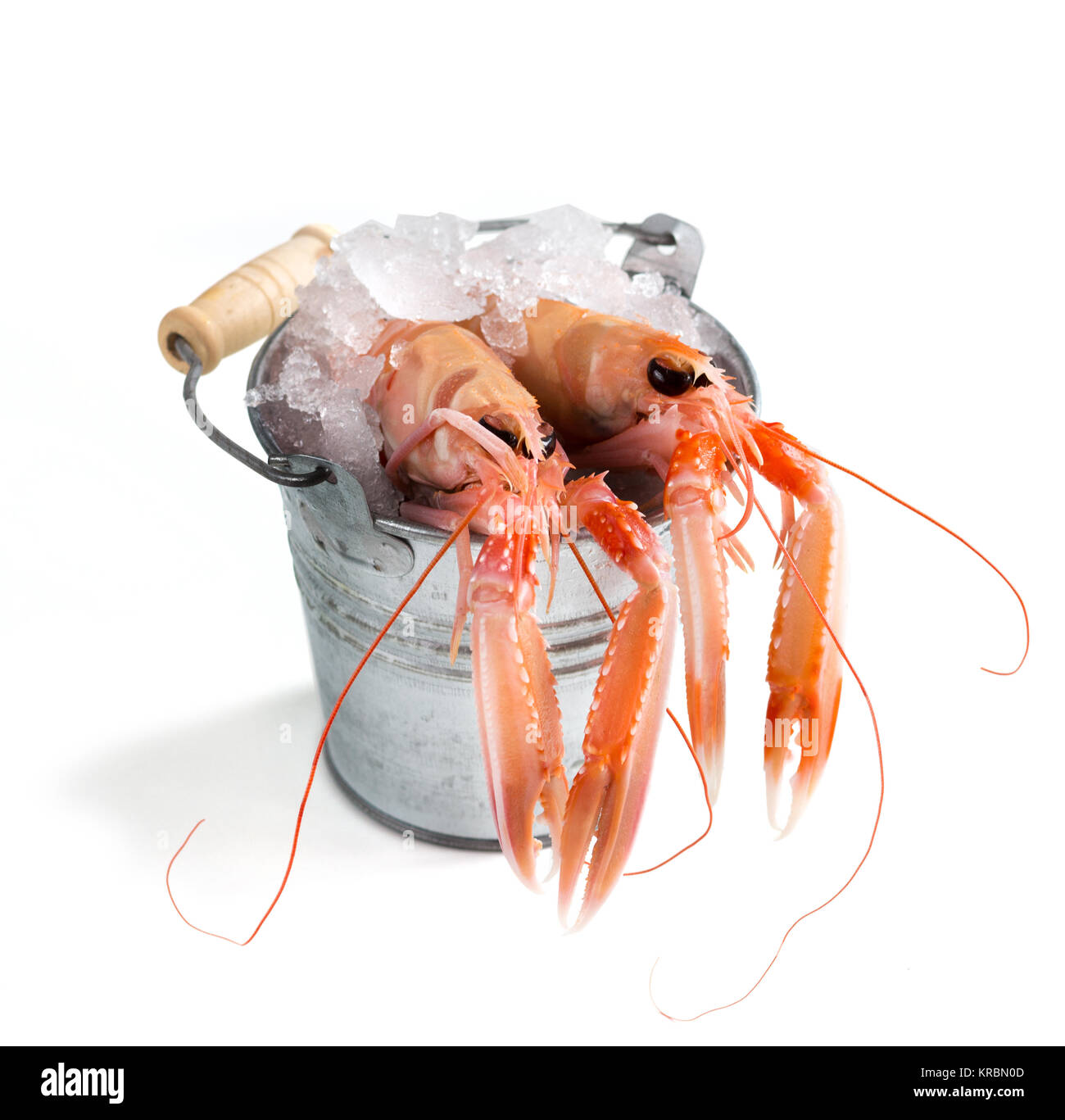 In a bucket of water Cut Out Stock Images & Pictures - Alamy