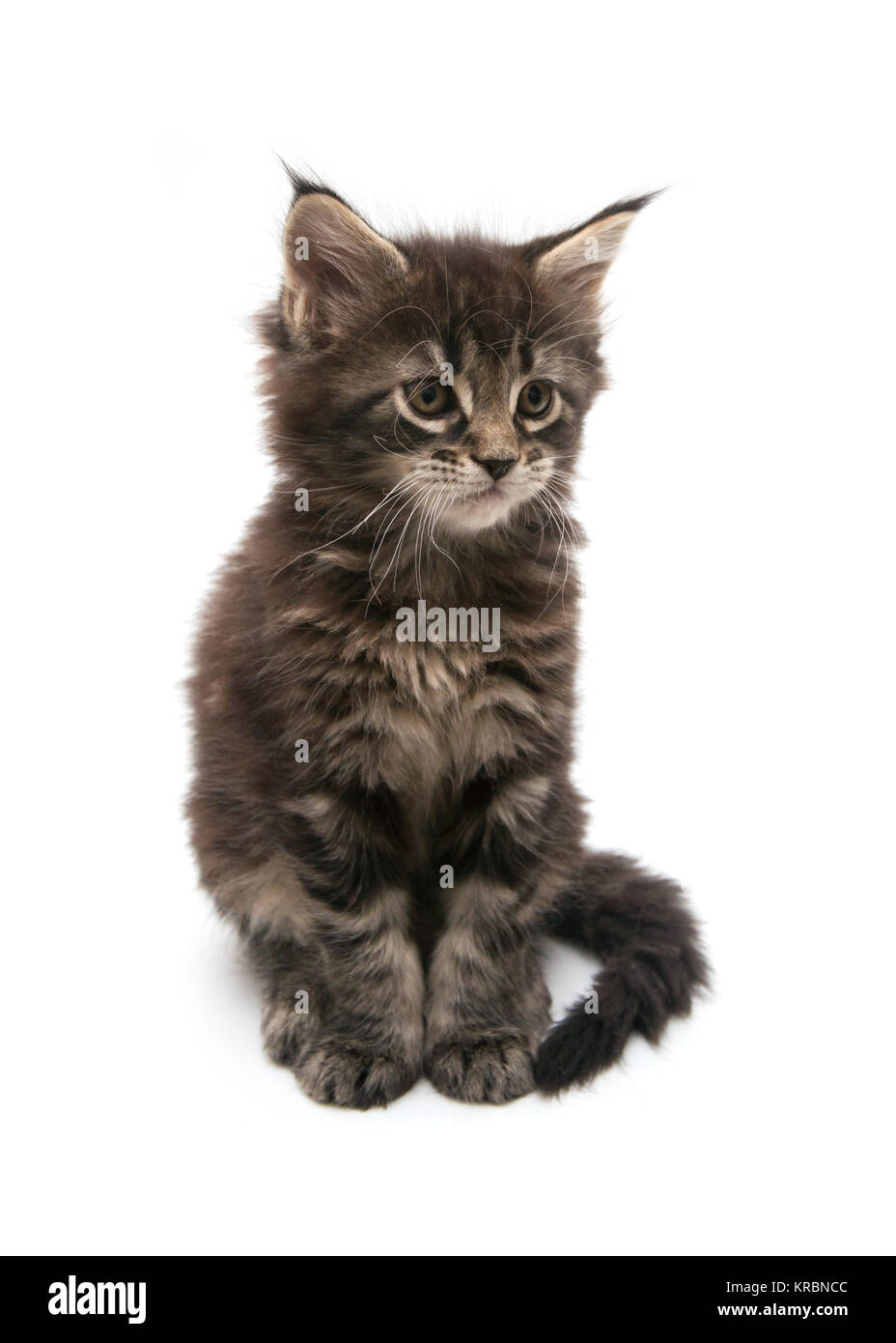 Little furry animal hi-res stock photography and images - Alamy