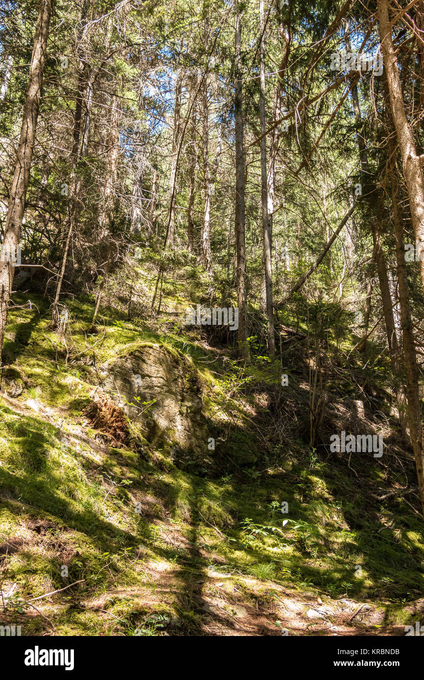 Trees, moss and shadows inside the green and vital forest Stock Photo ...