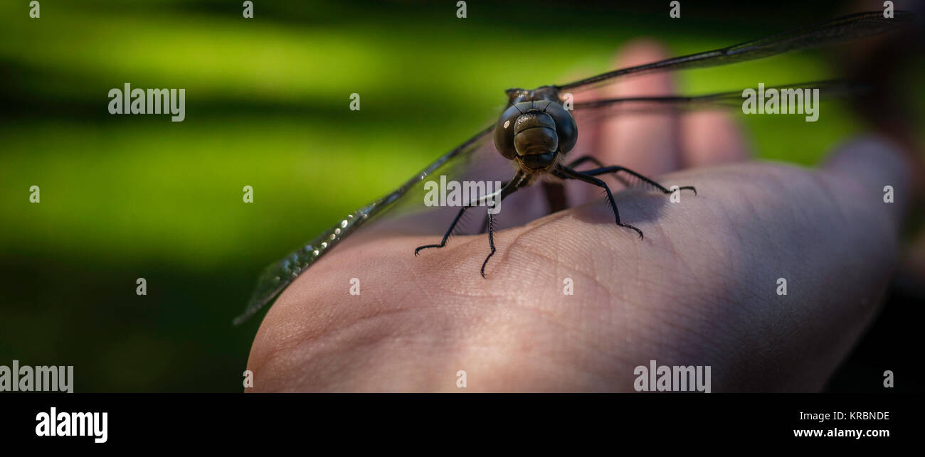 Dragonfly on a hand faces the camera Stock Photo - Alamy