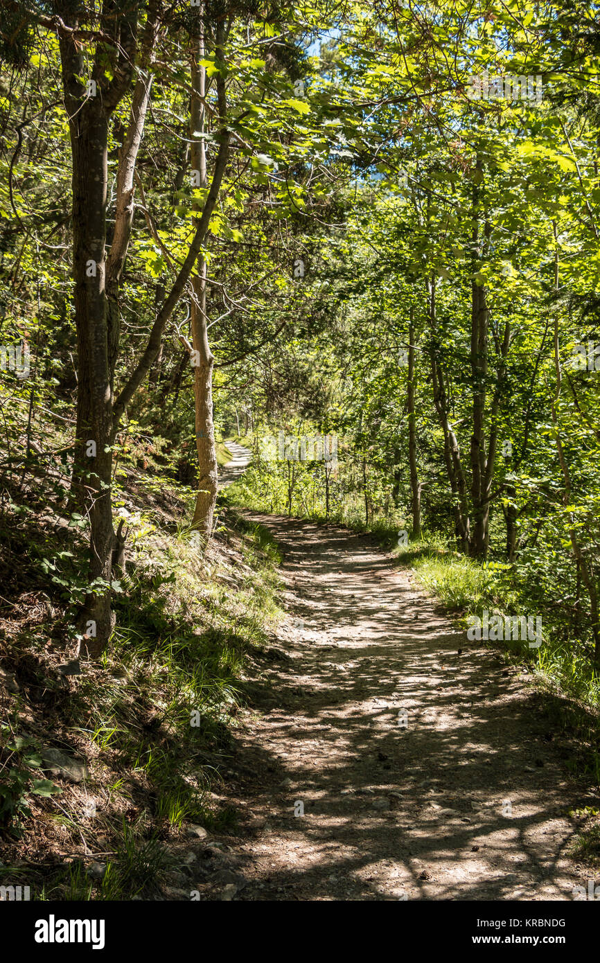 Lonely path through the green and vital forest Stock Photo - Alamy