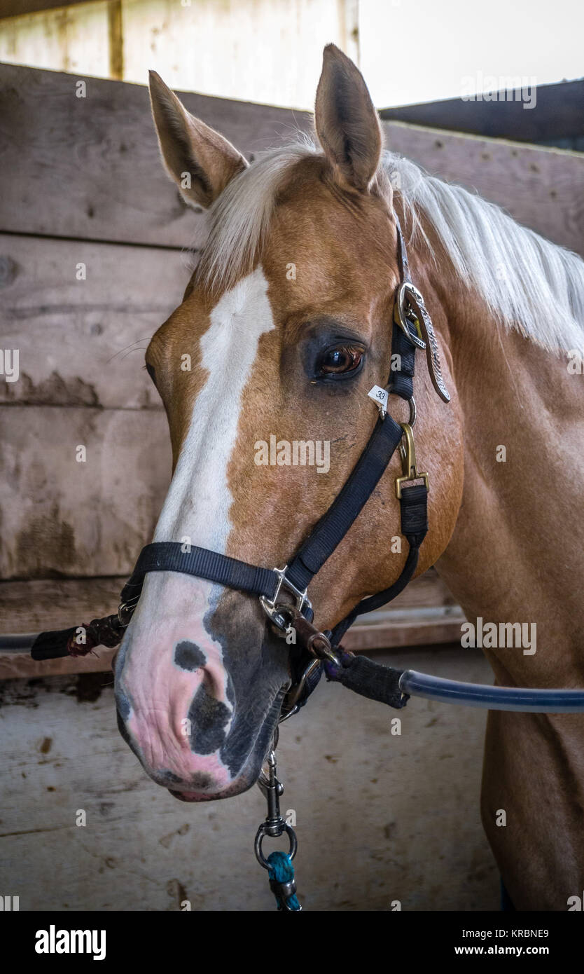 Bridled horse close-up Stock Photo - Alamy