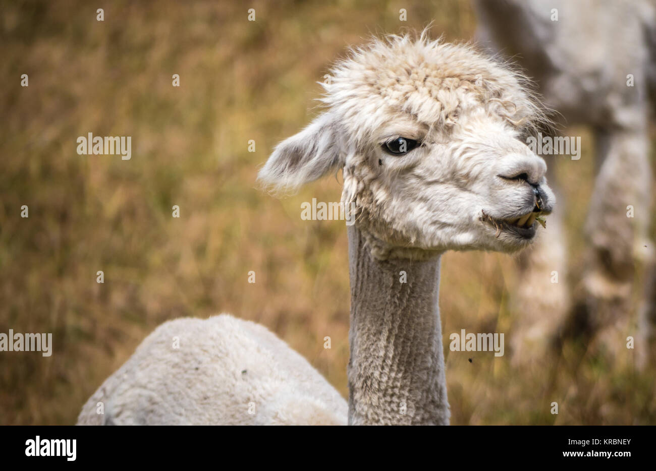 Shorn wool hi-res stock photography and images - Alamy
