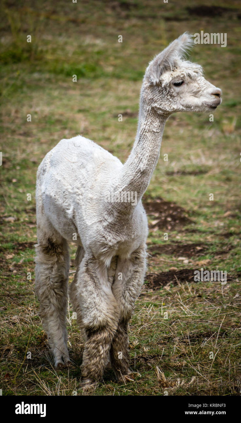 young shorn white llama Stock Photo - Alamy