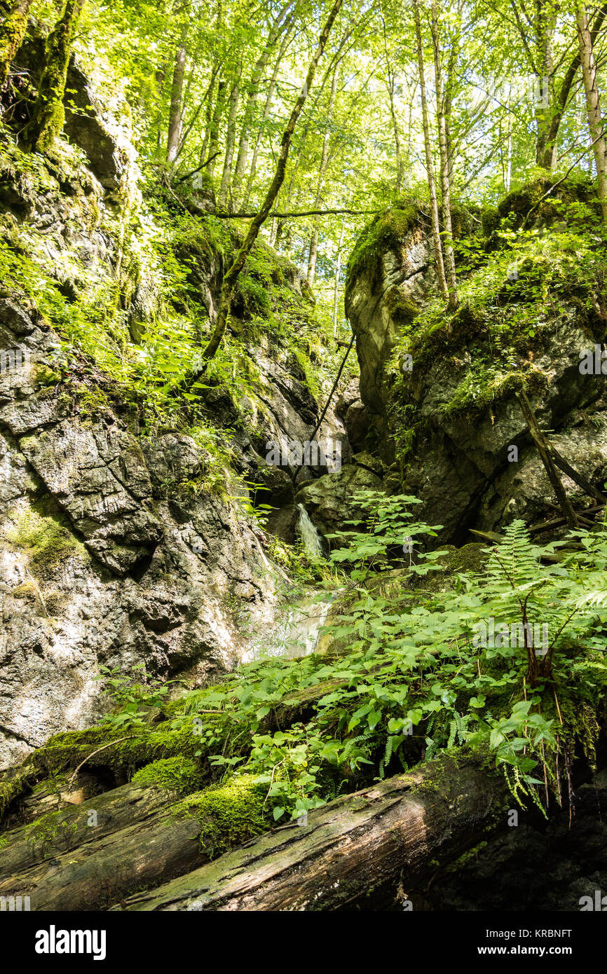 Wild creek, big rocks and trees in the canyon Stock Photo - Alamy