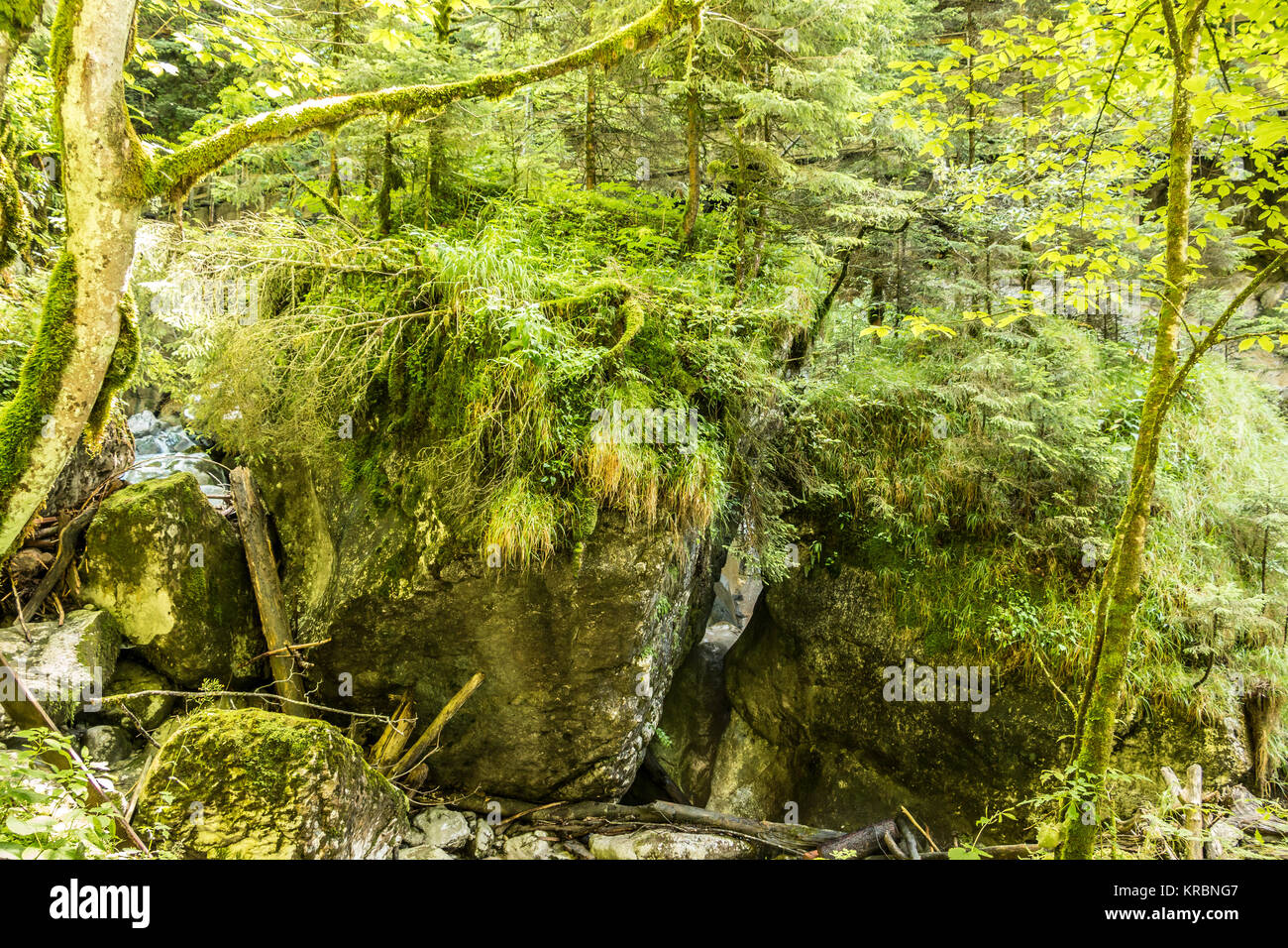 Wild creek, big rocks and trees in the canyon Stock Photo - Alamy