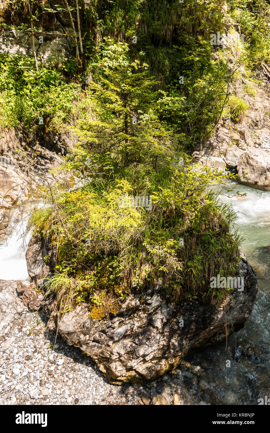 Wild creek, big rocks and trees in the canyon Stock Photo - Alamy