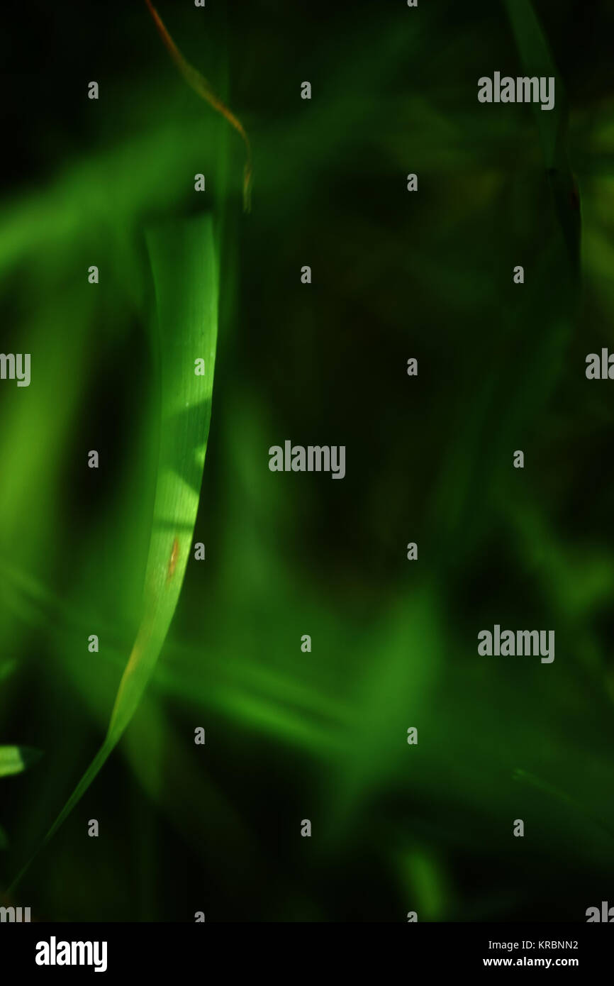 blades of grass close-up Stock Photo - Alamy
