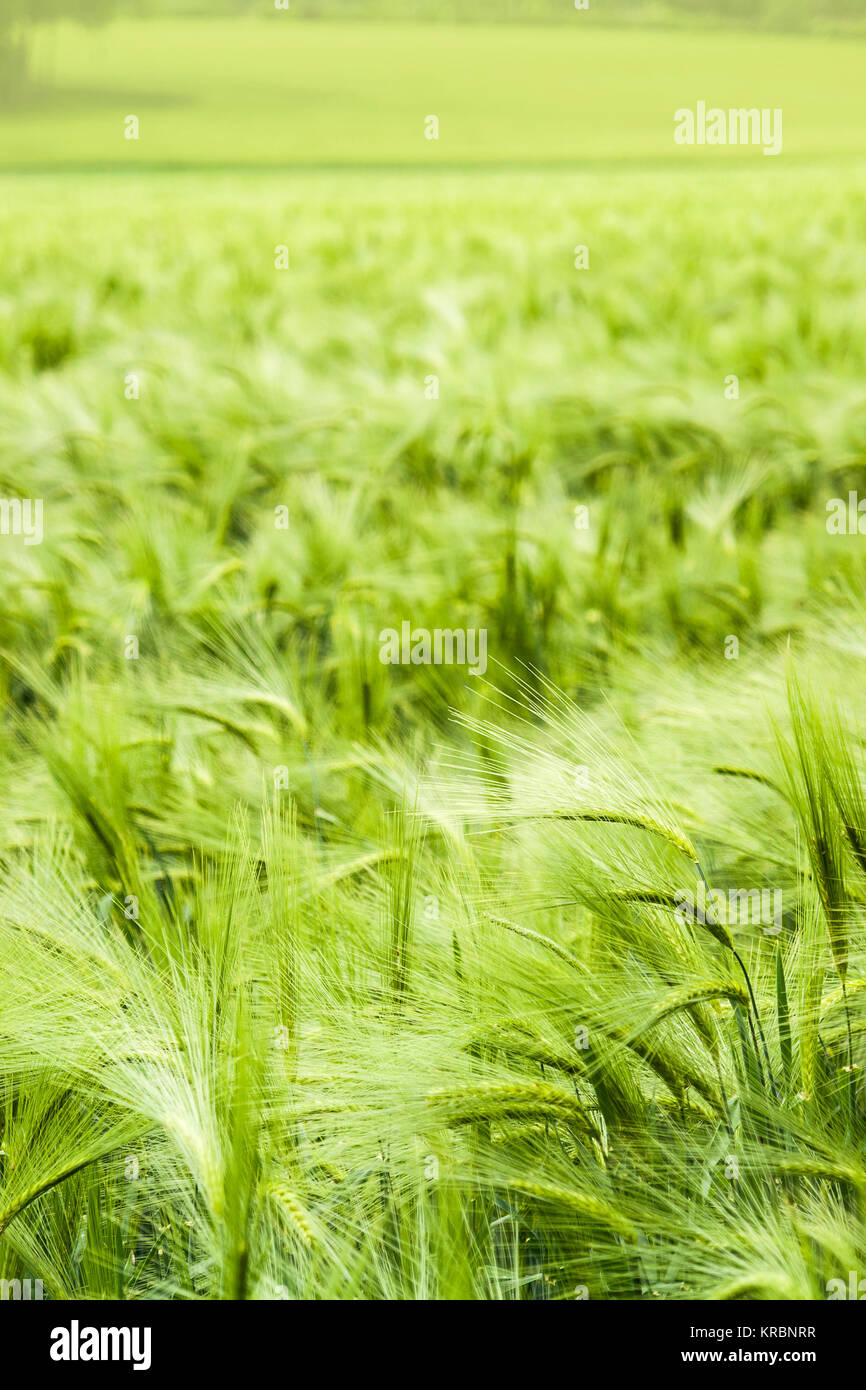 barley field detail Stock Photo - Alamy