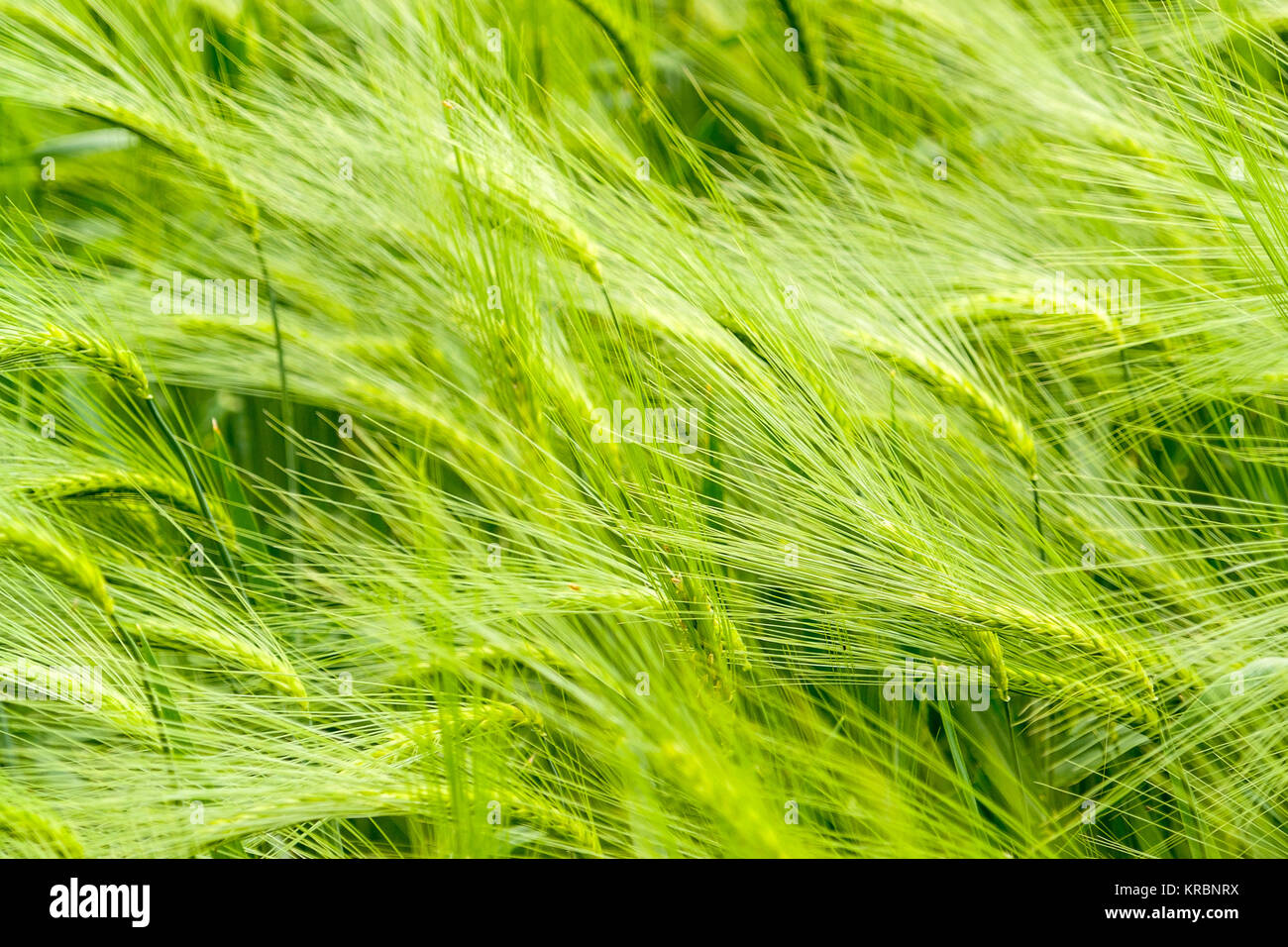 barley field detail Stock Photo - Alamy