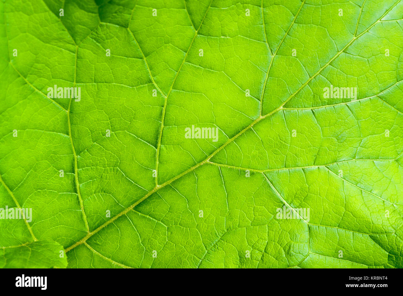 green leaf detail Stock Photo - Alamy