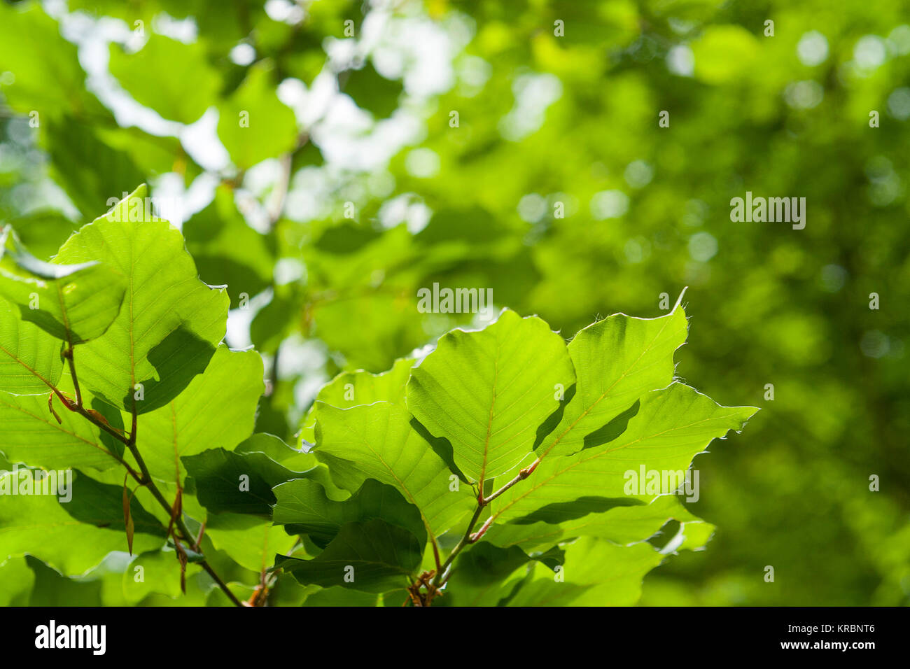 translucent green leaves Stock Photo - Alamy
