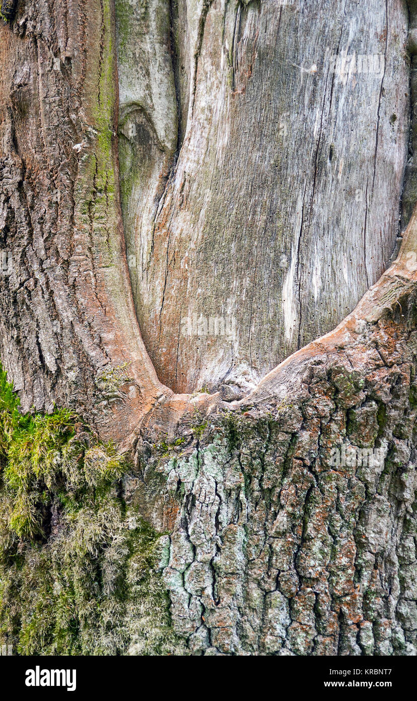 tree trunk detail Stock Photo - Alamy