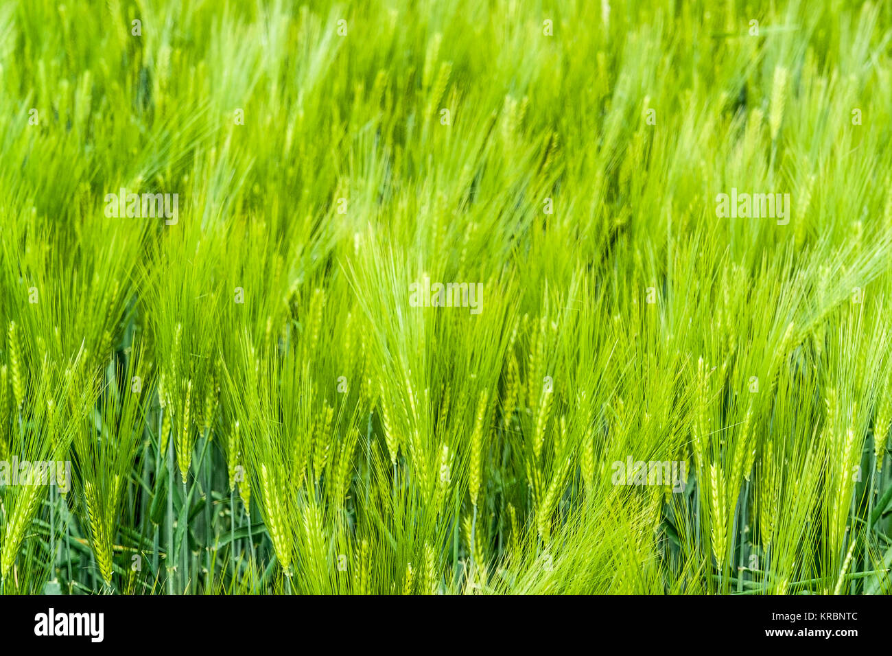 barley field detail Stock Photo - Alamy