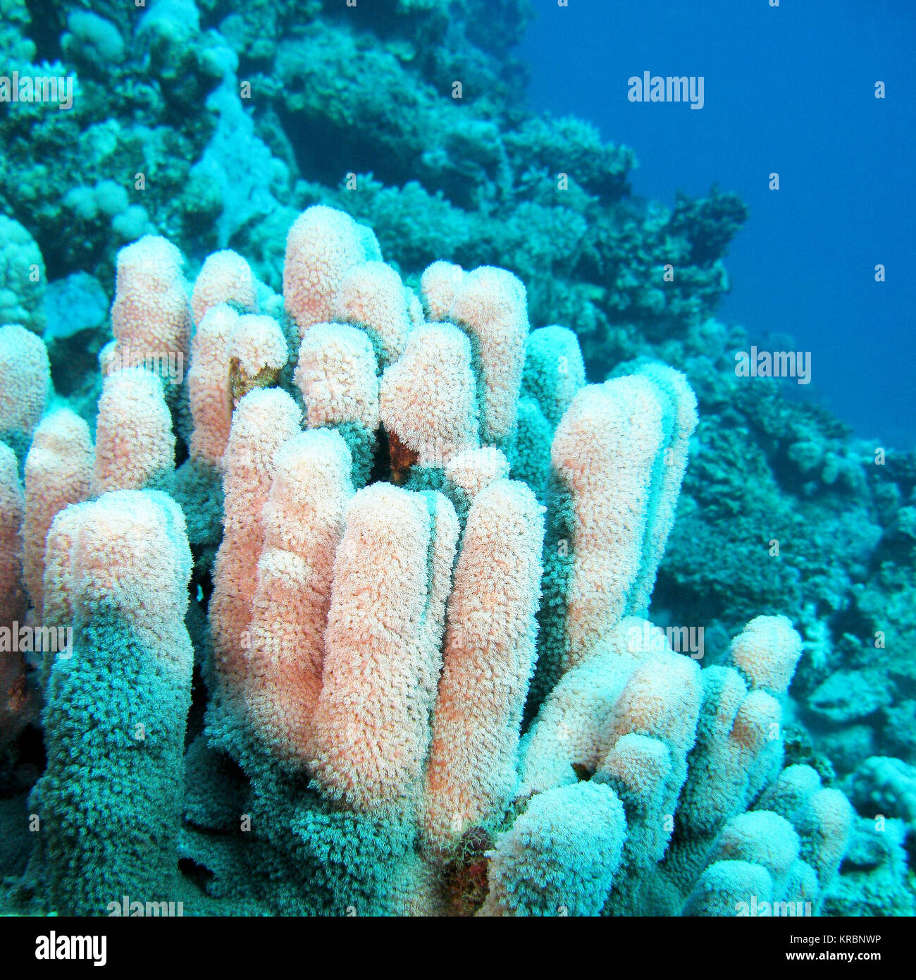 Marine animals underwater hi-res stock photography and images - Alamy