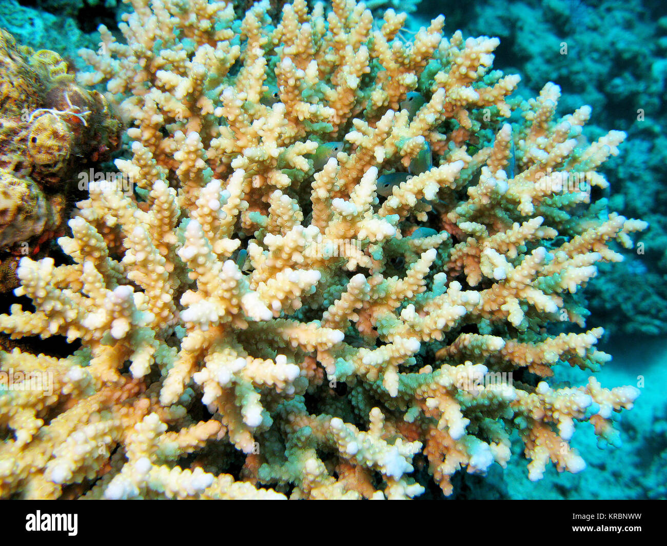 coral reef with hard acropora coral in tropical sea, underwater Stock ...