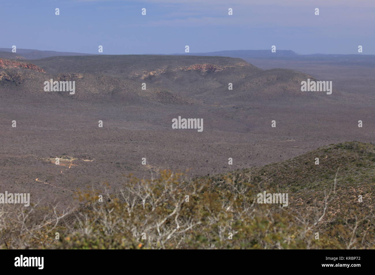 the caatinga landscape in northeast brazil Stock Photo - Alamy